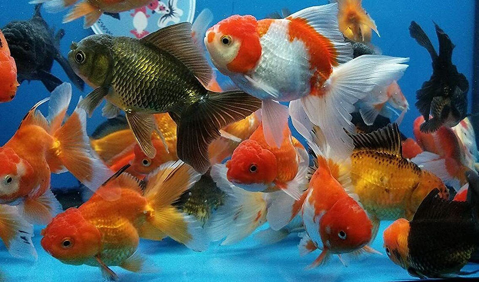 "Exploring the World of Goldfish: Tips, Tricks, and Care | GoldFish Blog"