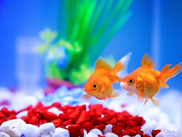 "Exploring the World of Goldfish: Tips, Tricks, and Care | GoldFish Blog"