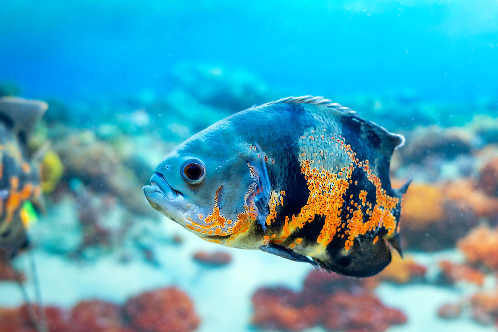 "Oscar Fish 101: A Beginner's Guide to Caring for Your Colorful Aquatic ...