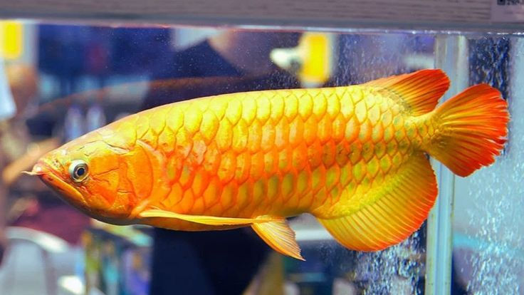 The Ultimate Guide to Arowana Fish Food: Best Choices for a Healthy and ...