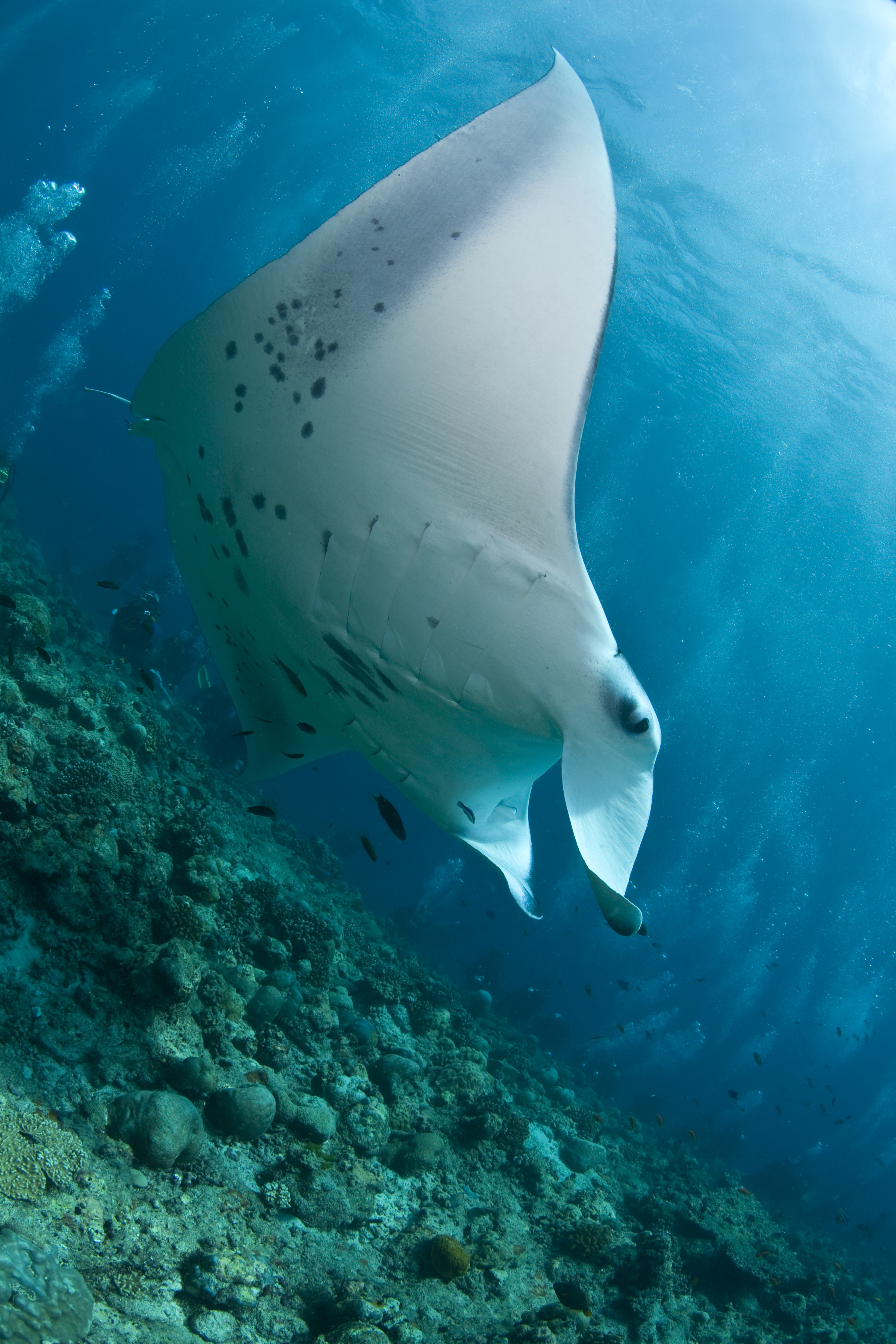 Snorkeling Naples Florida
