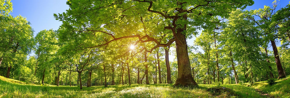 Newcomb Tree Experts, Inc. | Tree Service Placerville