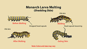 monarch worm