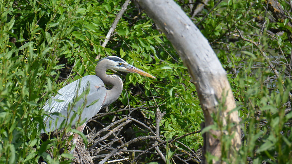 The Great Backyard Bird Count starts today and ends February 15th!