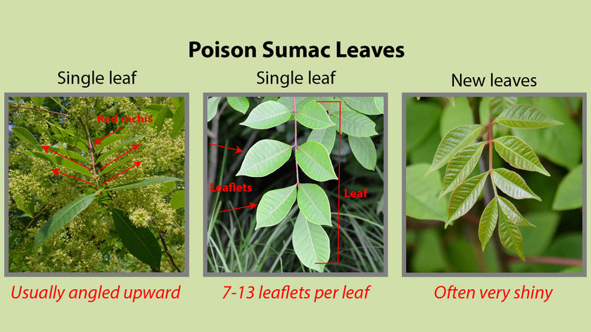 Poison Sumac | Naturedigger