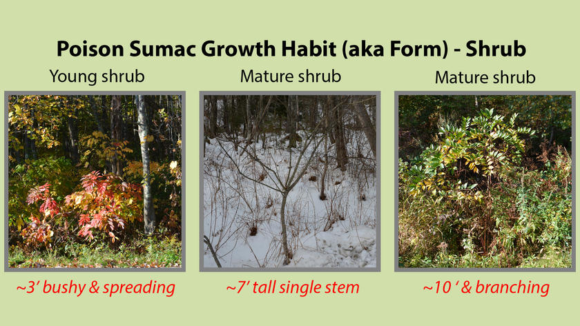 Poison Sumac | Naturedigger