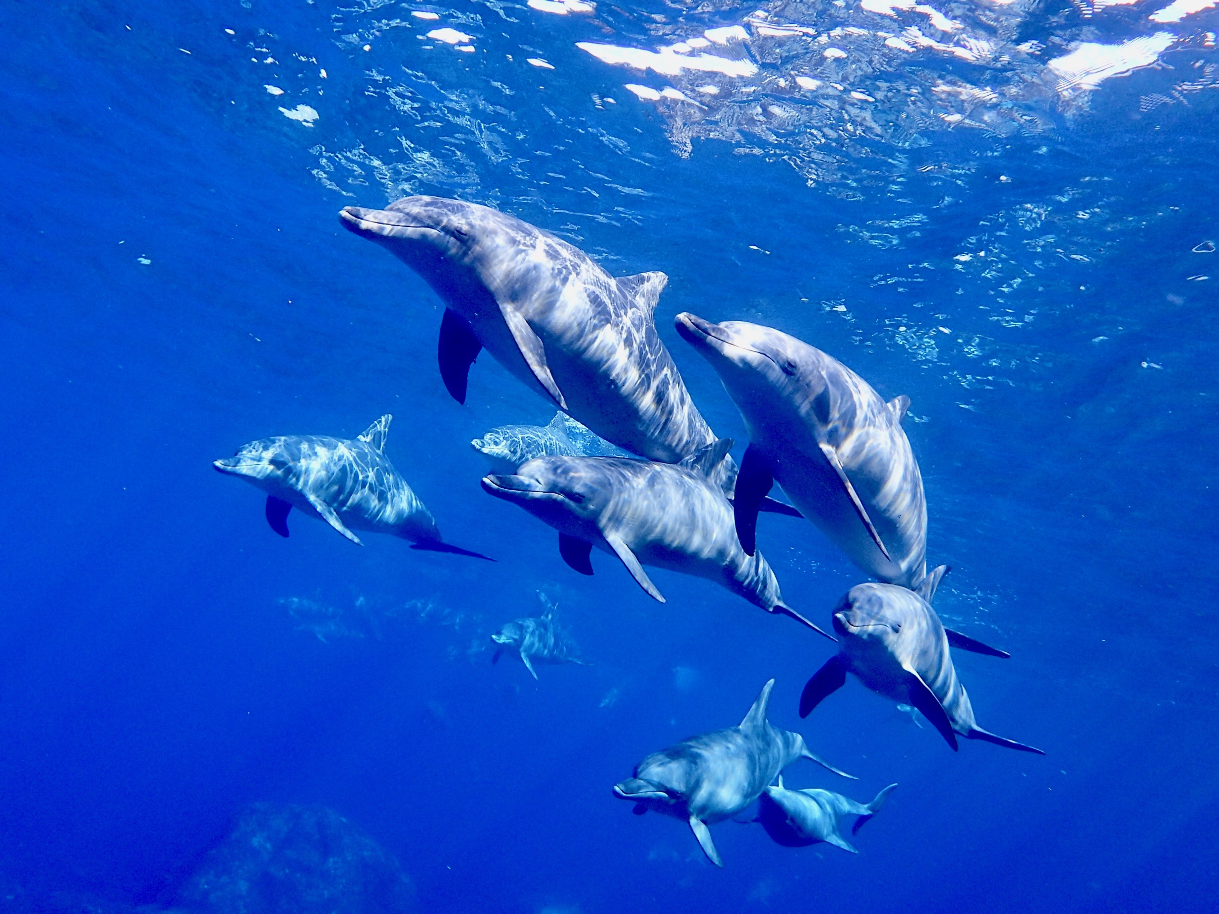 Swim with wild dolphins｜Mkiurajima｜Japan