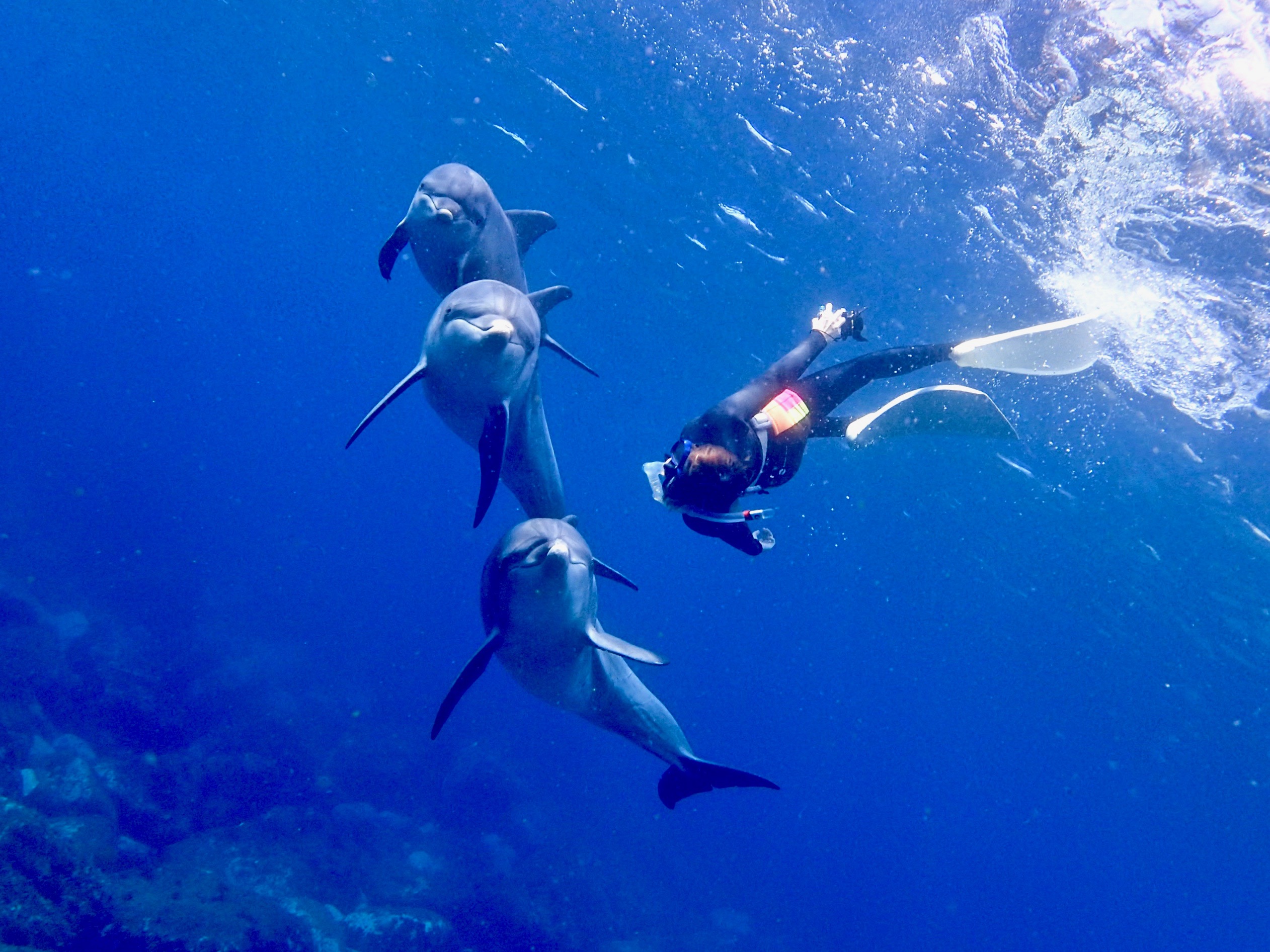 Swim with wild dolphins｜Mkiurajima｜Japan