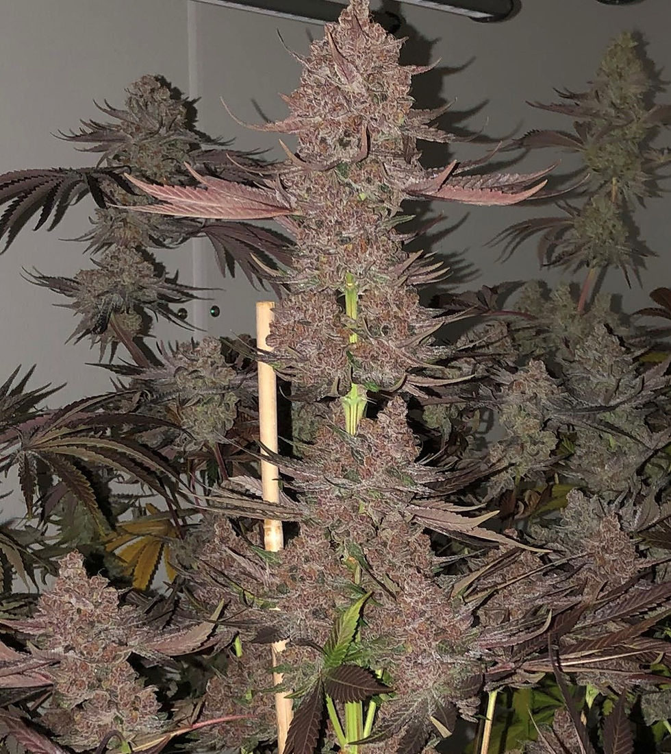 Relentless Genetics | mysite