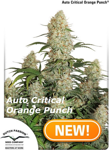 Auto Critical Orange Punch (Dutch Passion) | mysite