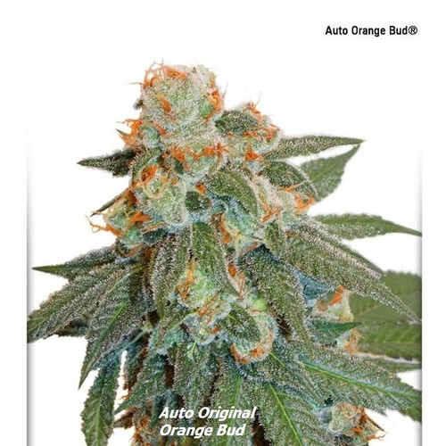 Auto Original Orange Bud | mysite