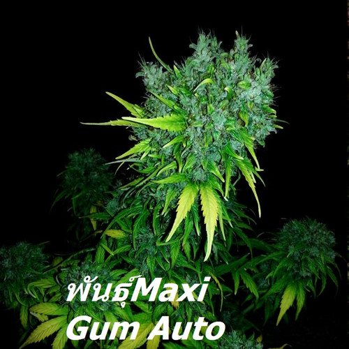 Maxi GOM Auto | mysite