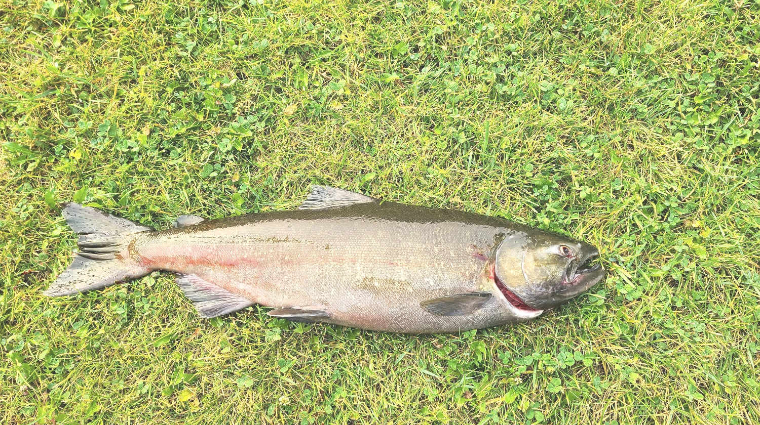 South Thompson River fishing report | Chrome Catchers