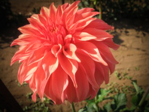 Bloomquist Pleasing | NorthCascade Dahlias