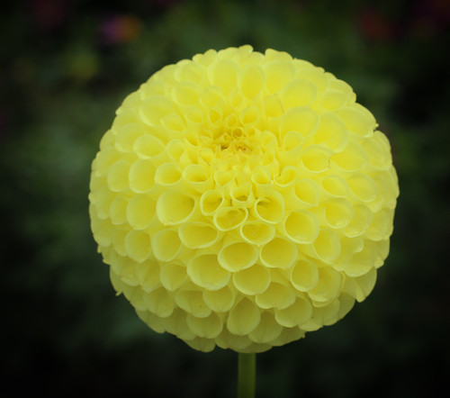 Clearview Daniel | NorthCascade Dahlias