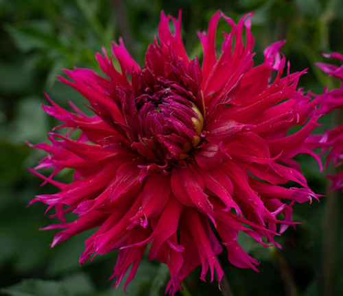 Bloomquist Richard | NorthCascade Dahlias