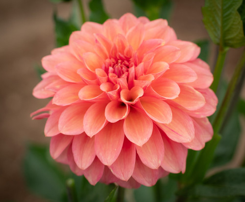 Bloomquist Philly | NorthCascade Dahlias