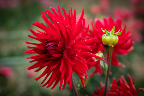 Bloomquist Array | NorthCascade Dahlias