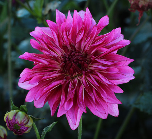 Bloomquist Exhilarating | NorthCascade Dahlias