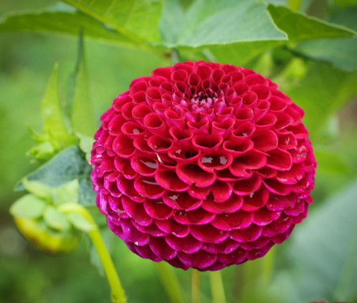 Bloomquist Award | NorthCascade Dahlias