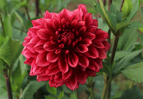 Bloomquist York | NorthCascade Dahlias