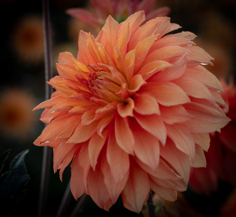 Sneak Peeks | NorthCascade Dahlias