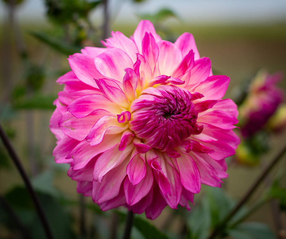 Sneak Peeks | NorthCascade Dahlias