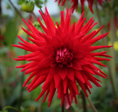 Bloomquist Array | NorthCascade Dahlias