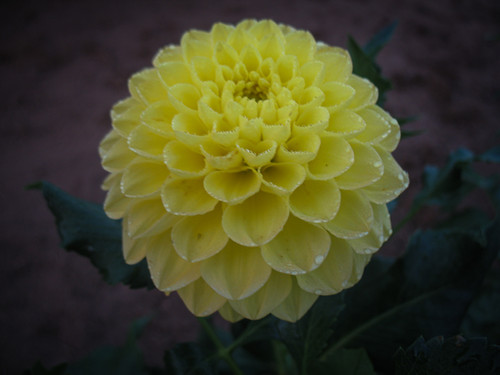 Bloomquist Sandy | NorthCascade Dahlias
