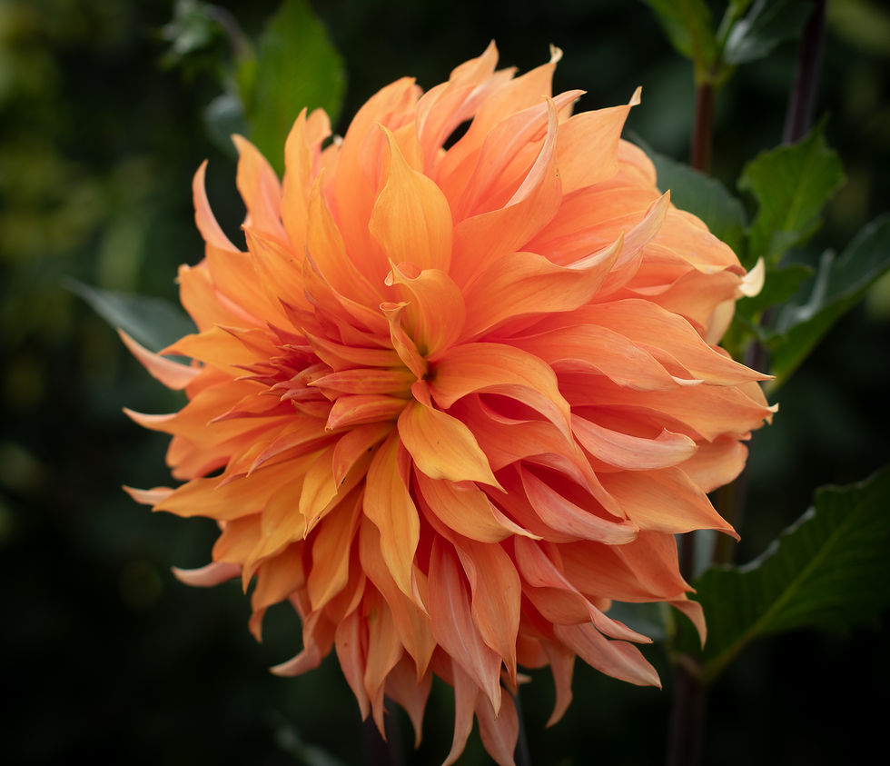 North Cascade Dahlias
