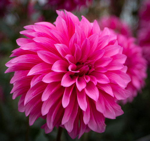 Bloomquist Pinwheel | NorthCascade Dahlias