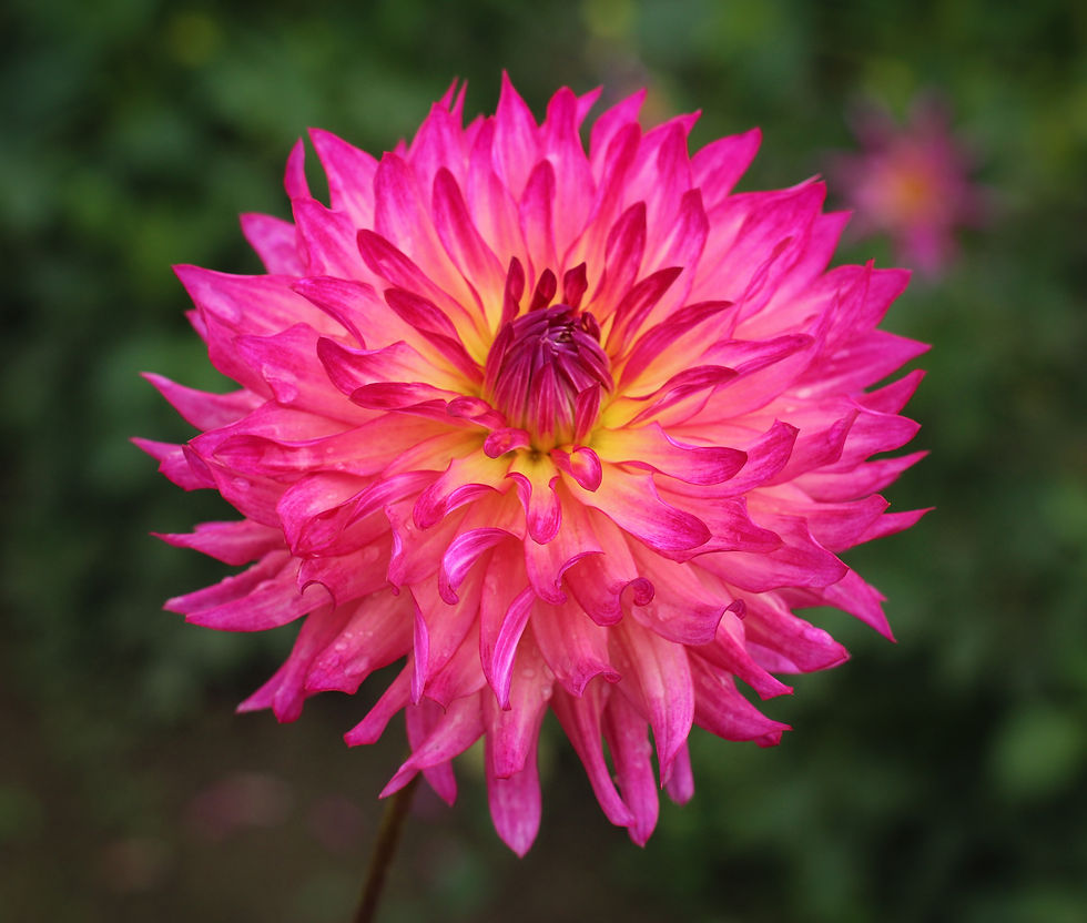 Bloomquist Magical | NorthCascade Dahlias