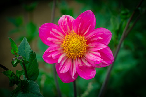 Bloomquist Arise | NorthCascade Dahlias