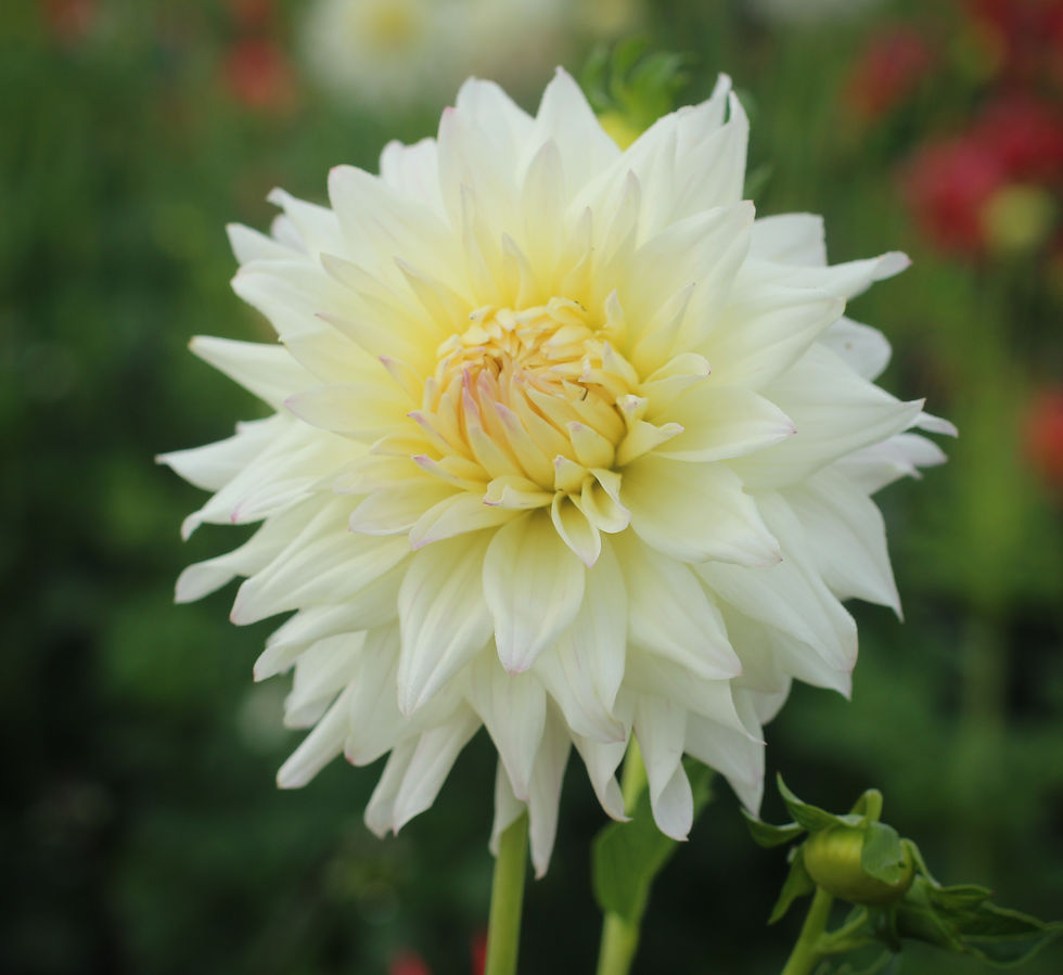 Bloomquist Artistic | NorthCascade Dahlias