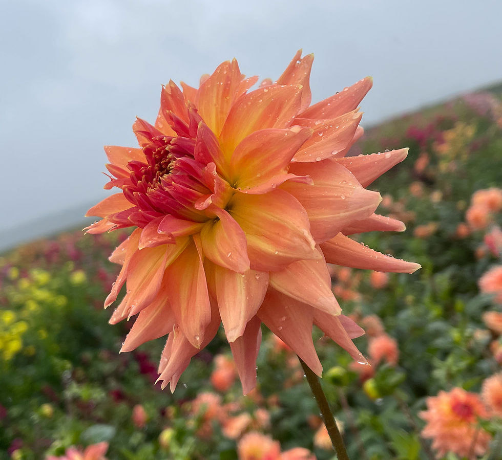 North Cascade Dahlias
