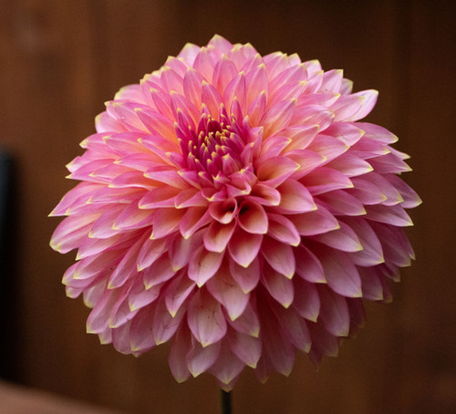 Bloomquist Mojo | NorthCascade Dahlias