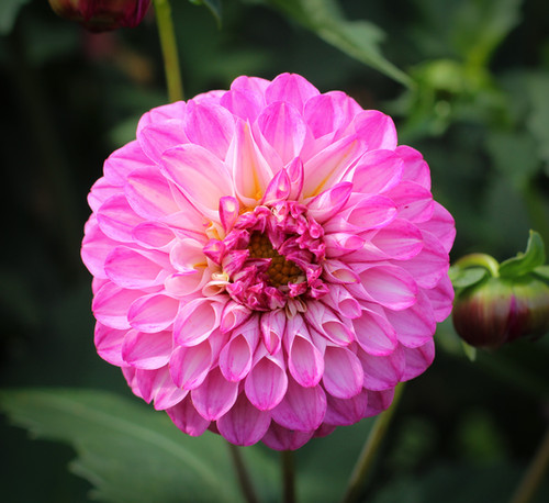 Bloomquist Better | NorthCascade Dahlias