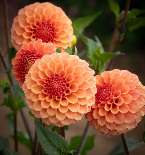 Rose Toscano | NorthCascade Dahlias