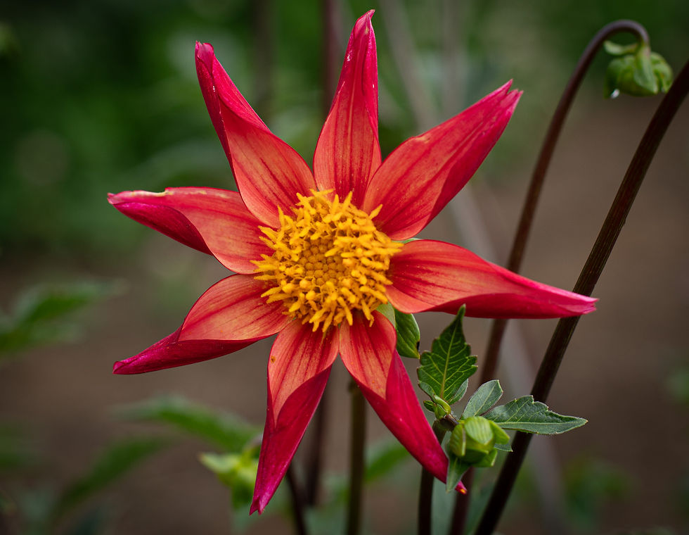 Bloomquist Mark B | NorthCascade Dahlias