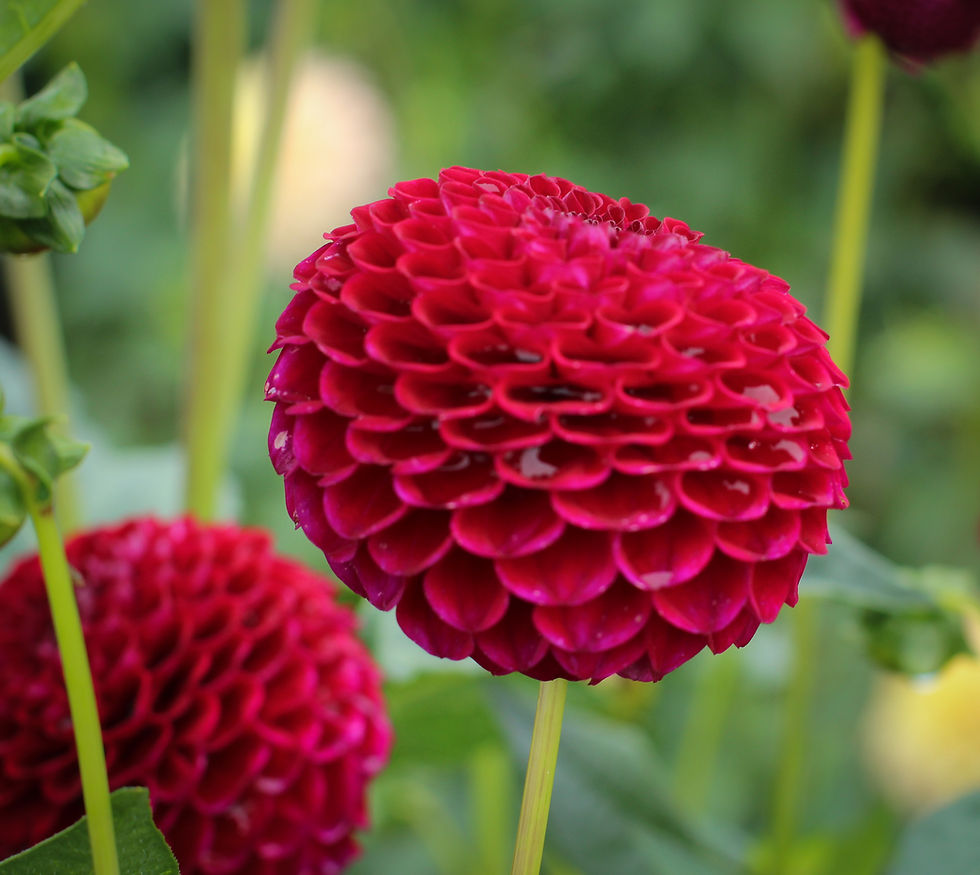 Bloomquist Dahlia Tubers | NorthCascade Dahlias