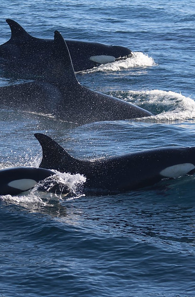 Cortijo El Aguilon | Day Trips