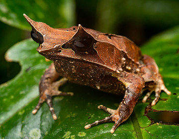 Siargao Day Tours & Shore Excursions | Book now with Javalava Tours