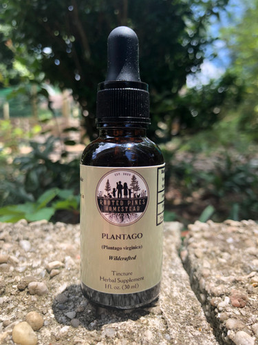 PLANTAGO TINCTURE 30ml | RootedPinesHomestead