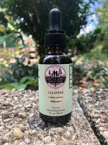CLEAVERS TINCTURE 30ml | RootedPinesHomestead