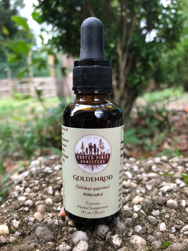 GOLDENROD TINCTURE 30ml | RootedPinesHomestead