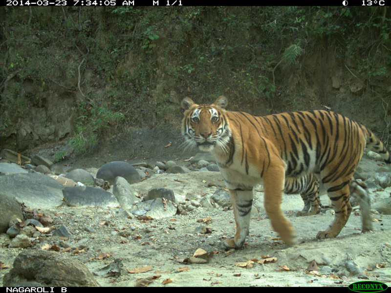The Terai Tiger