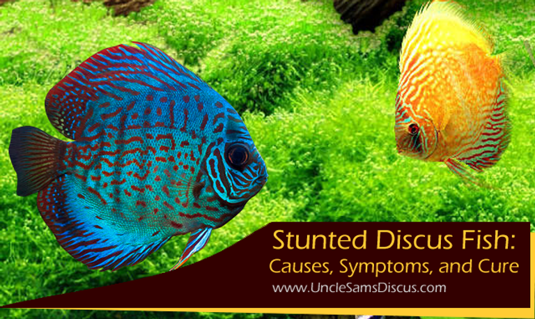 Stunted Discus Fish: Causes, Symptoms, and Cure