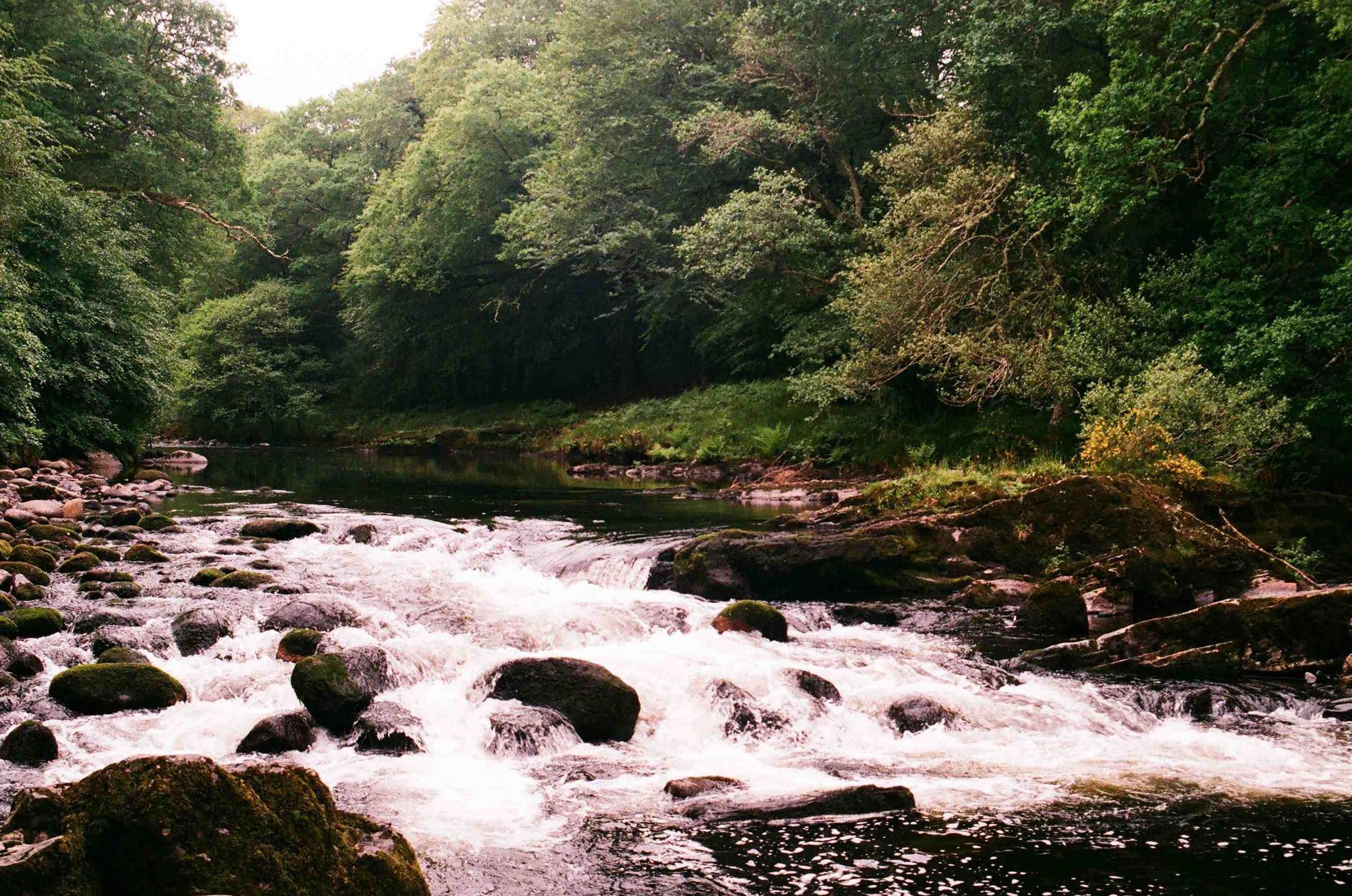Youngwilders | Youth-led nature recovery in the UK
