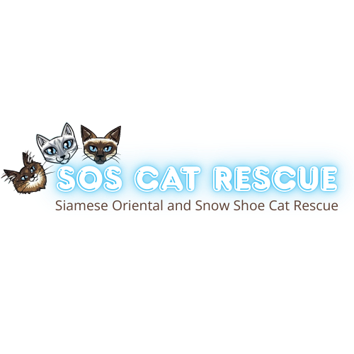 oriental cat rescue