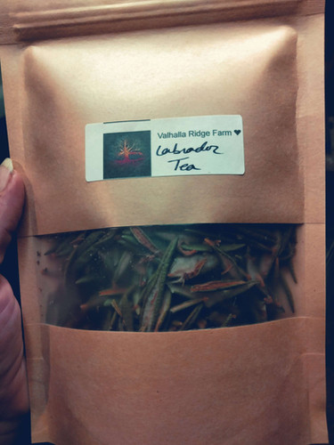 Labrador Tea | Valhalla Ridge Farm